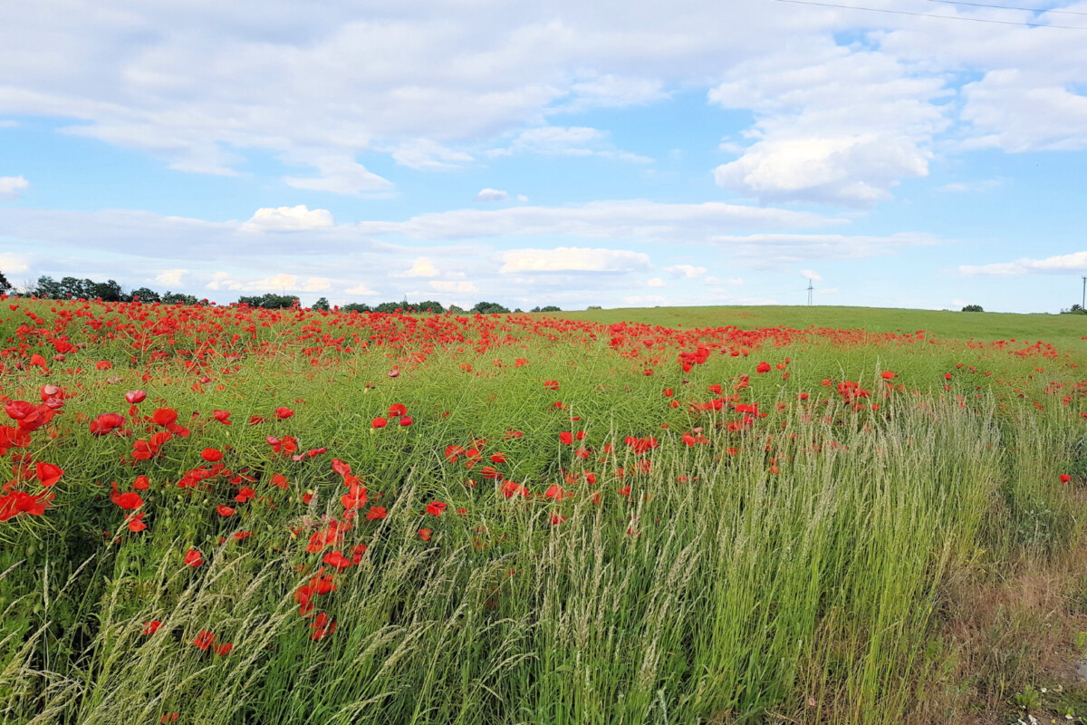 Jaunākās svētku prognozes — Jāņos gaidāmi mainīgi laika apstākļi - Chayka.lv latviski