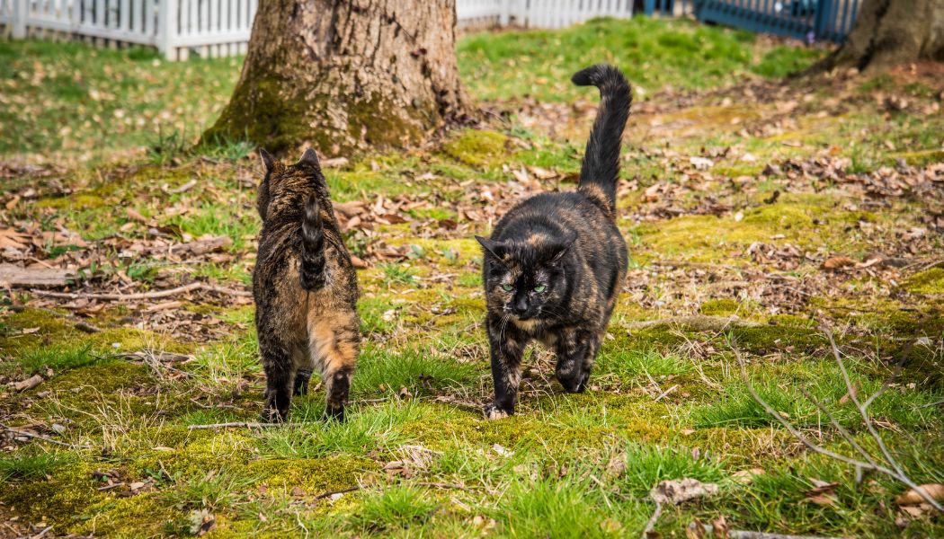 Daugavpils un Augšdaugavas novada iedzīvotāji no sociālā riska grupām var bez maksas sterilizēt ...