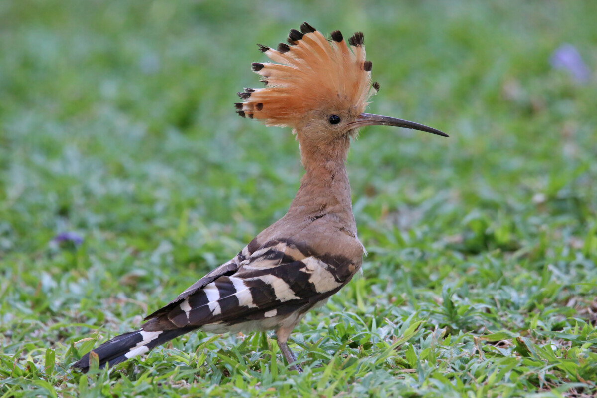 “Viens no eksotiskākajiem Latvijas putniem” — Latgales putni: pupuķis ...